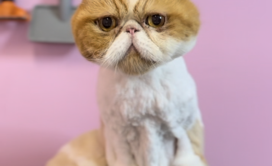 CAT BOUTIQUE GROOM CAT – LuxPet Boutique & Co